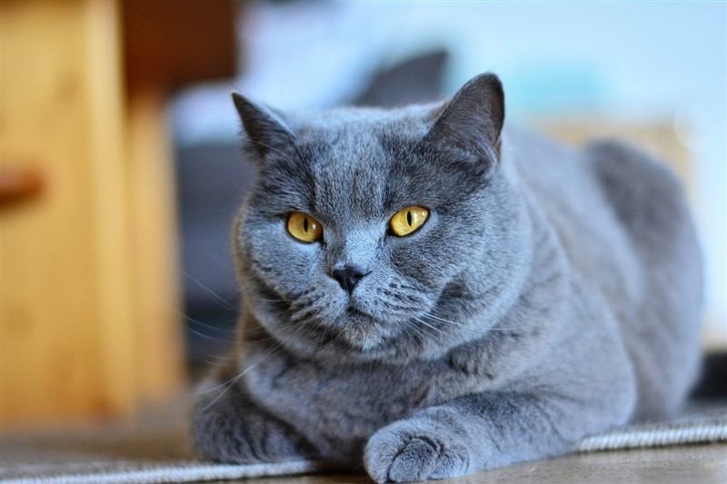 Gri Kedi Irkları Nelerdir? Özellikleri ve Bakımları | İki Pati